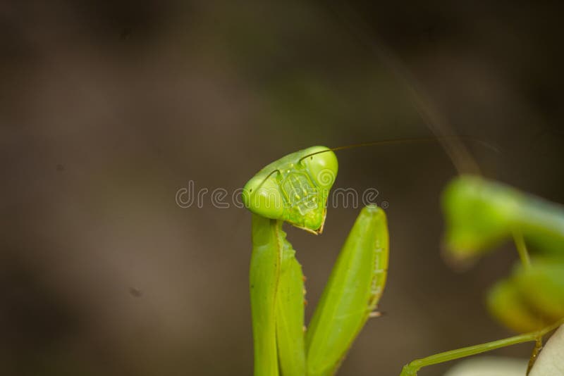 Closeup Shot of a Praying Mantis Head Standing on a Leaf Stock Image ...
