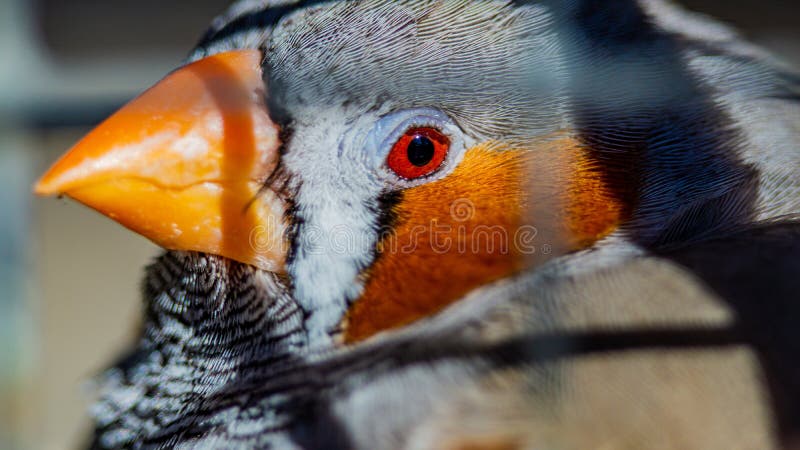Closeup Shot of a Profile of a Multicolor Bird with a Small Yellow Beak ...