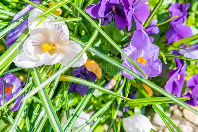 Closeup Shot of Purple and White Spring Crocus Flowers Stock Image ...
