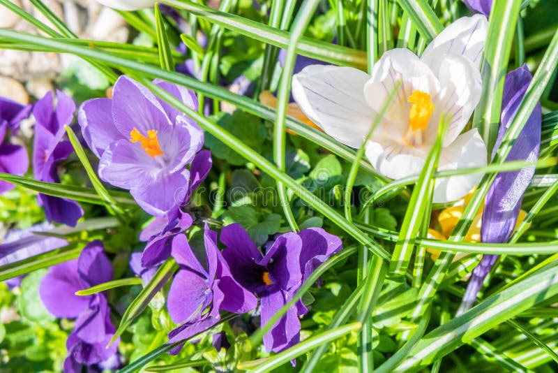 Closeup Shot of Purple and White Spring Crocus Flowers Stock Image ...