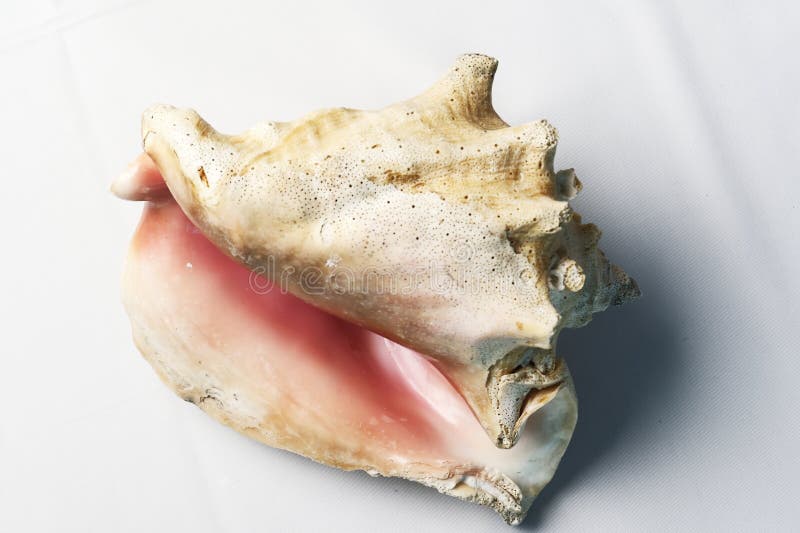 Closeup Shot of a Queen Conch on White Background Stock Image - Image ...