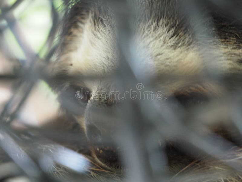 Closeup shot of a raccoon stock image. Image of nature - 193828021