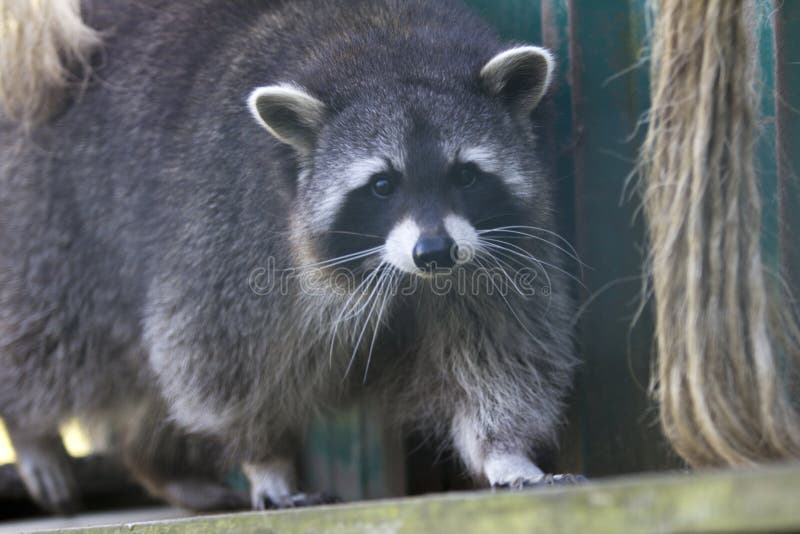 Cute Raccoon Playing In A Desert Area During Daytime Stock Image ...