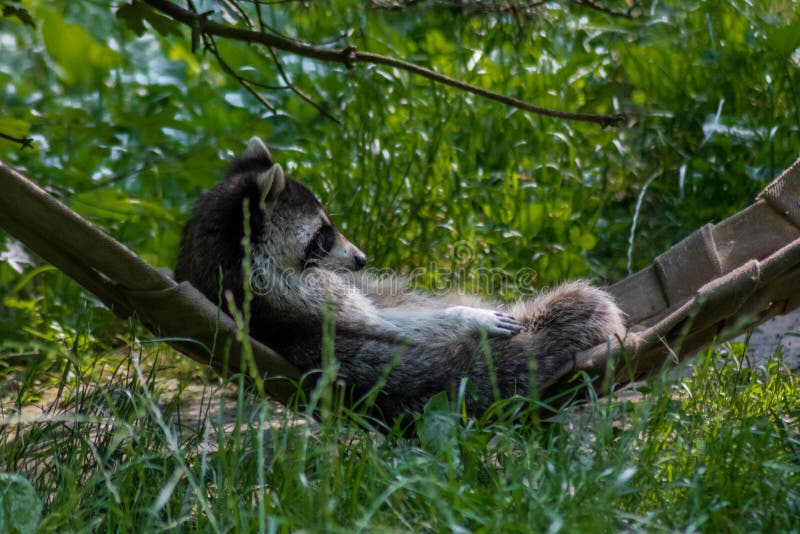 Closeup Shot of a Raccoon Resting on a Hammock Stock Photo - Image of ...