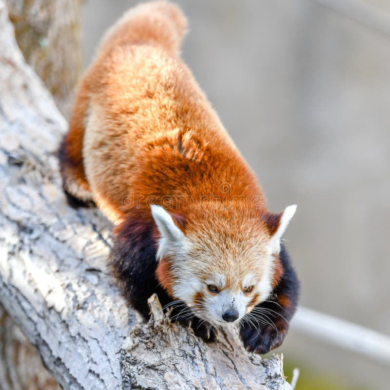 Closeup Shot of a Rare Species of Red Panda Climbing Down a Tree Stock ...