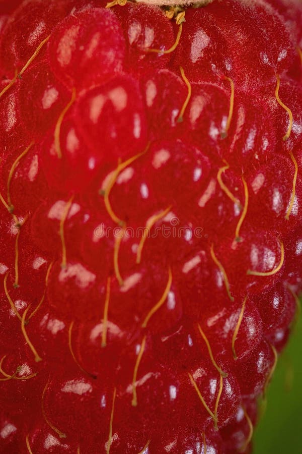 Closeup Shot of Raspberry Texture Stock Image - Image of closeup ...