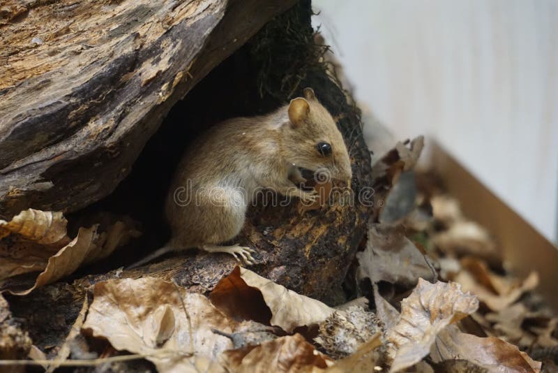 Closeup Shot of a Rat in a Tree Hollow in the Fall - Rattus Stock Photo ...