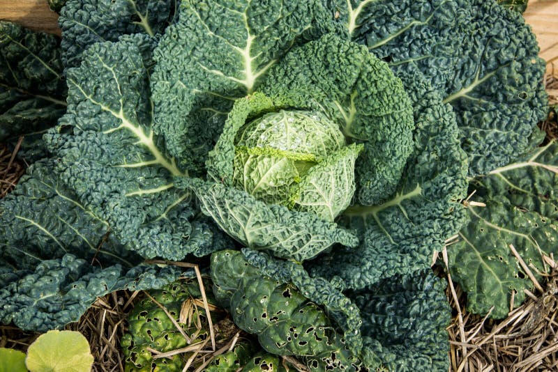 Closeup Shot of Raw Organic Collard Greens Stock Photo - Image of ...