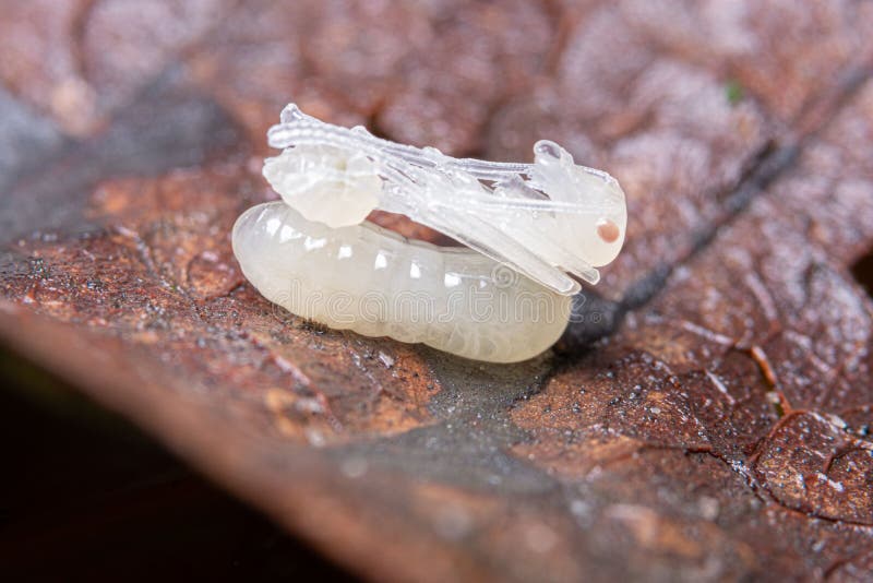 Closeup Shot of a Red Ant Larvae on a Leaf Stock Photo - Image of ...