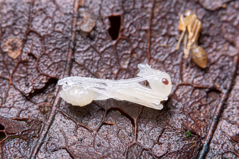 Closeup Shot of a Red Ant Larvae on a Leaf Stock Image - Image of ...