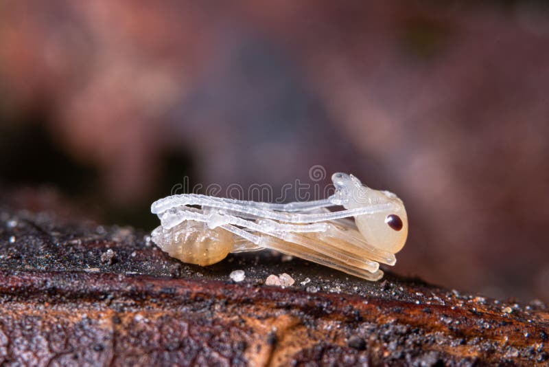 Closeup Shot of a Red Ant Larvae on a Leaf Stock Photo - Image of leaf ...