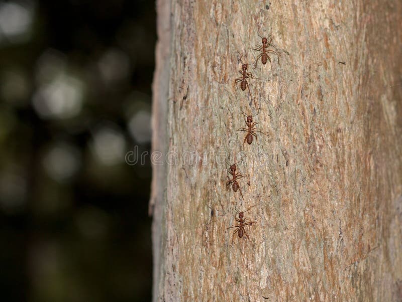549 Ants Climbing Stock Photos - Free & Royalty-Free Stock Photos from ...