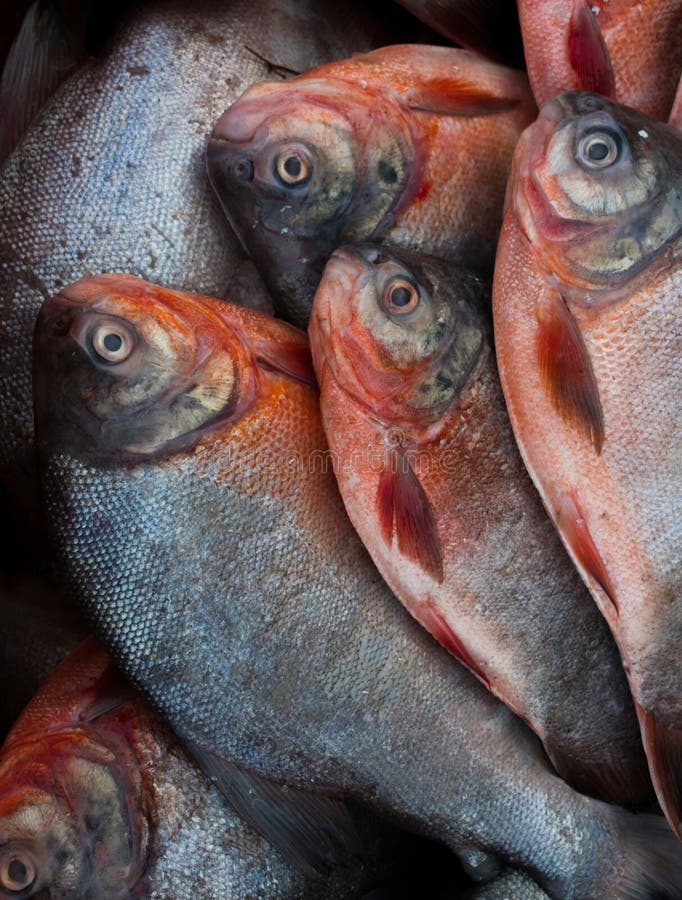 Closeup Shot of Fish Opening it`s Mouth Stock Image - Image of indian ...