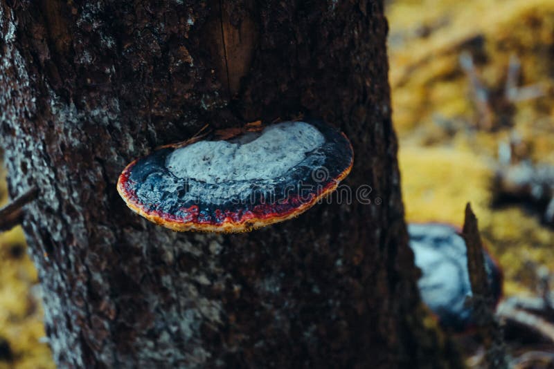 Closeup Shot of a Red-belted Conk Growing on the Tree Stock Photo ...