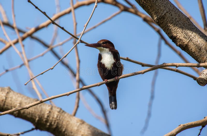 Alcyone Bird Stock Photos - Free & Royalty-Free Stock Photos from ...