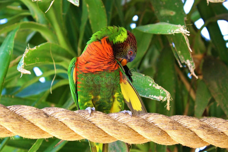 Collared Lory Perched between Green Foliage Stock Photo - Image of ...