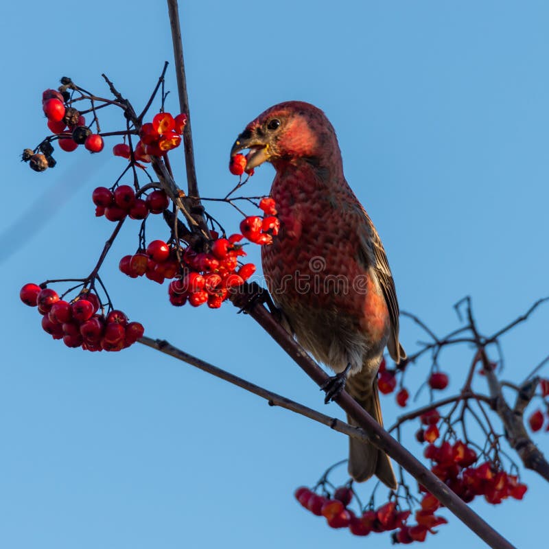 Closeup Shot of a Red Crossbill Bird Eating Rowan Berries Perched on a ...