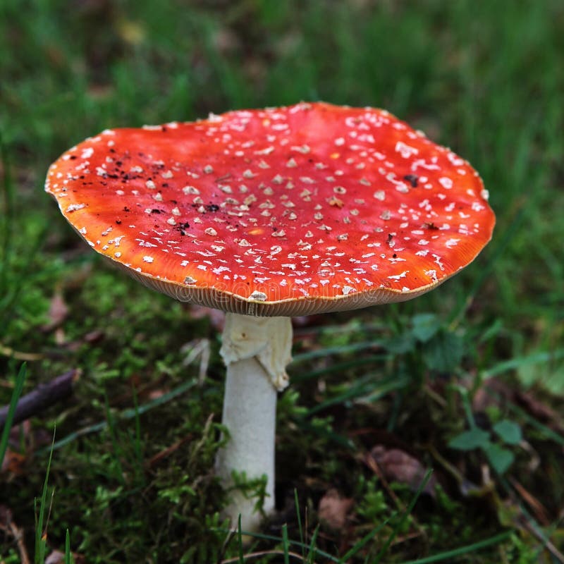 Exotic Mushroom stock photo. Image of forest, exotic, mold - 1342560