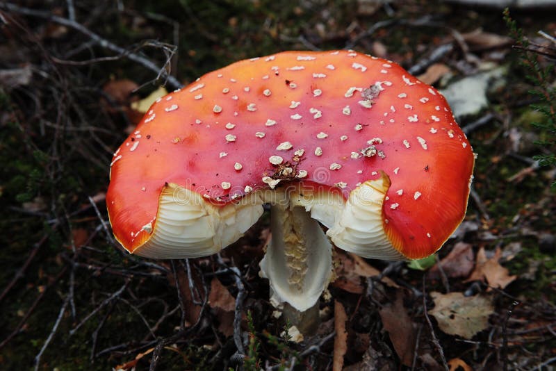 Exotic Mushroom stock photo. Image of forest, exotic, mold - 1342560