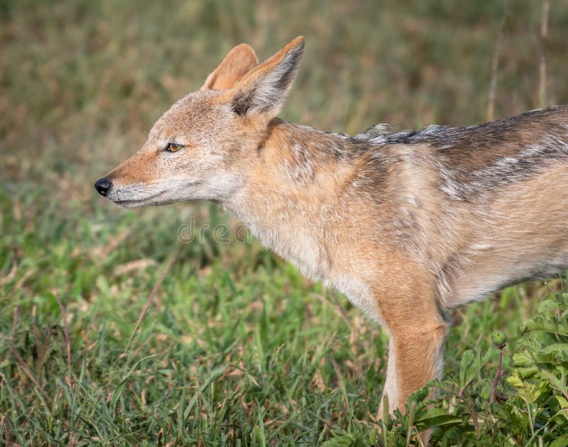 Closeup Shot of a Red Fox in a Field Covered in Greenery Under the ...