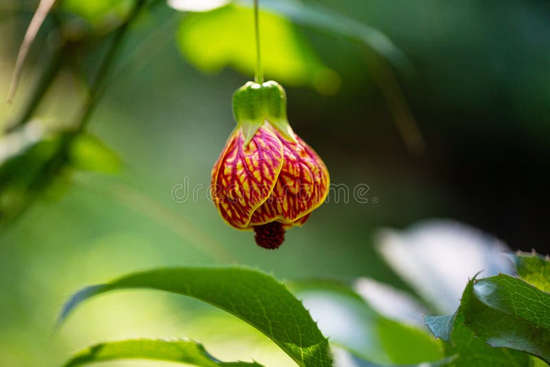 729 Indian Mallow Stock Photos - Free & Royalty-Free Stock Photos from ...