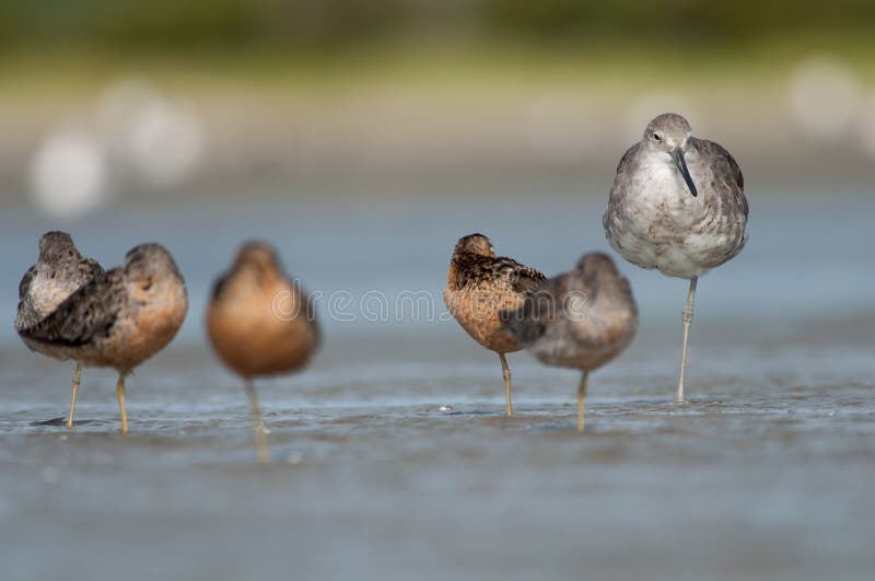 Closeup Shot of Red Knots and Willet Shorebird Stock Photo - Image of ...