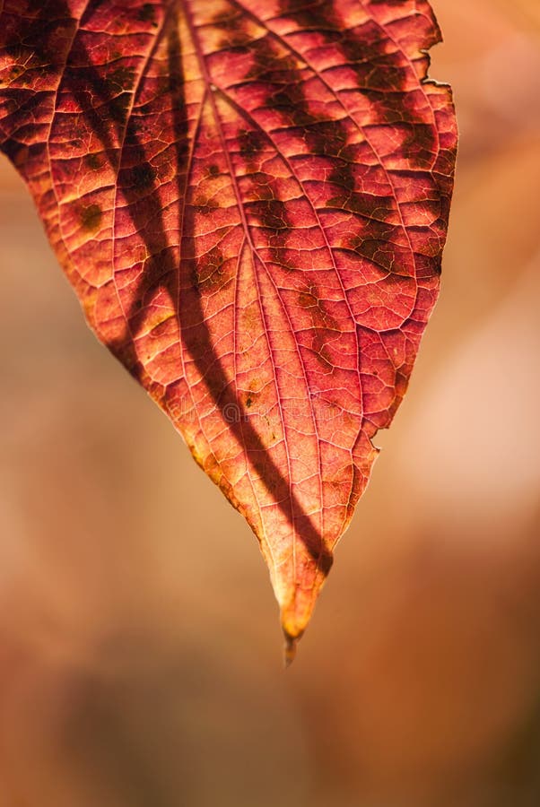 Red Leaf Tip Closeup stock photo. Image of autumn, flora - 114794366
