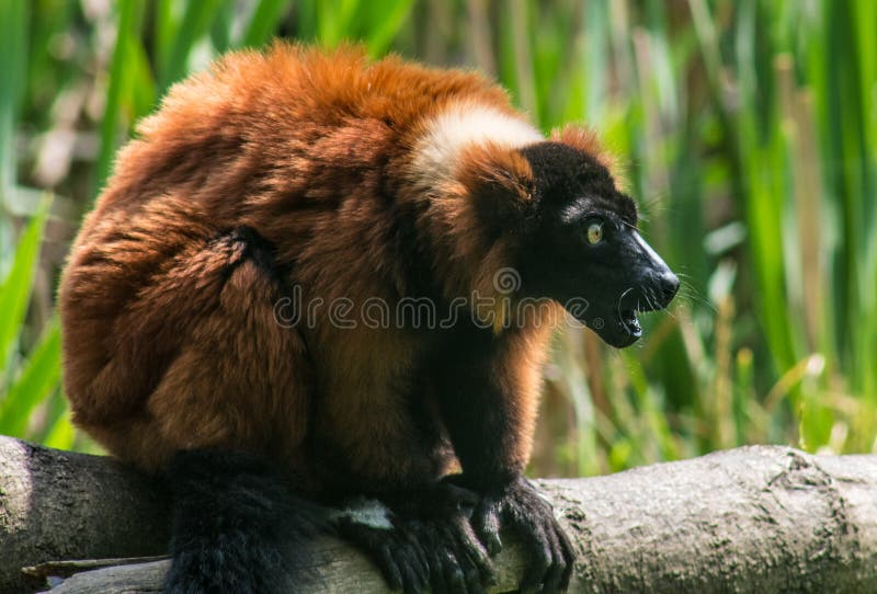 Lemur vari stock photo. Image of animal, lemur, eyes - 30289508