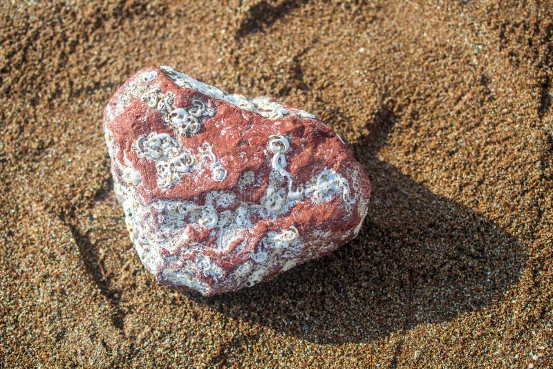 Rock with fossils stock photo. Image of sandstone, texture - 6396534