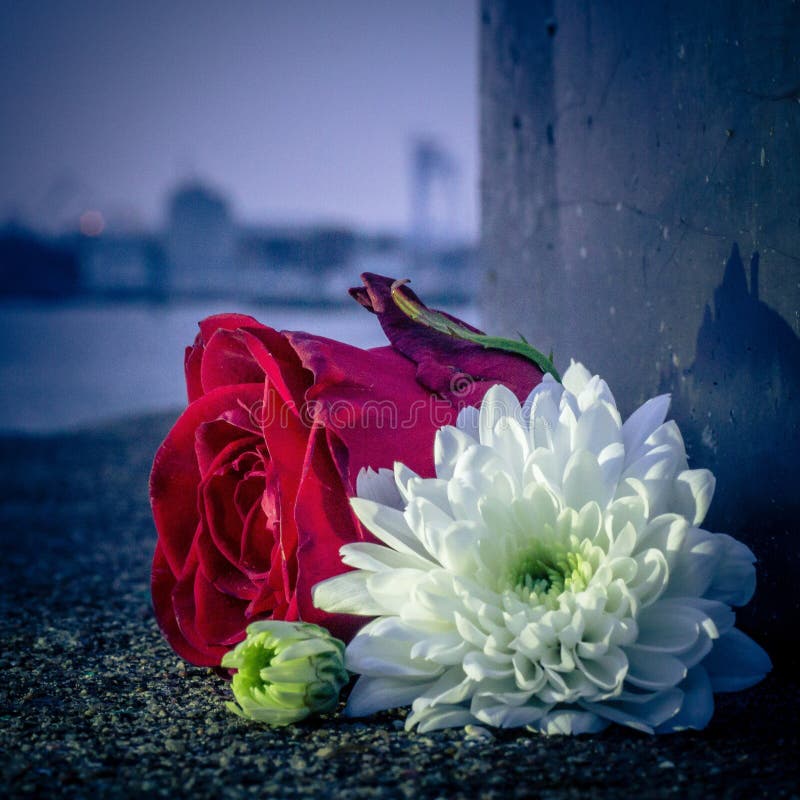 Closeup Shot of a Red Rose and a White Daisy on the Street Stock Photo ...