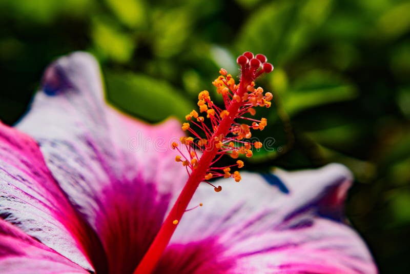 Closeup Shot of the Red Stigma of a Pink Flower Stock Image - Image of ...