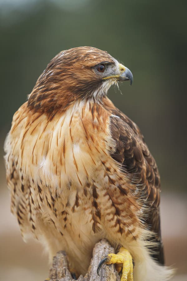 Closeup Shot of the Red Tail Hawk Standing on a Piece of Wood Outdoors ...