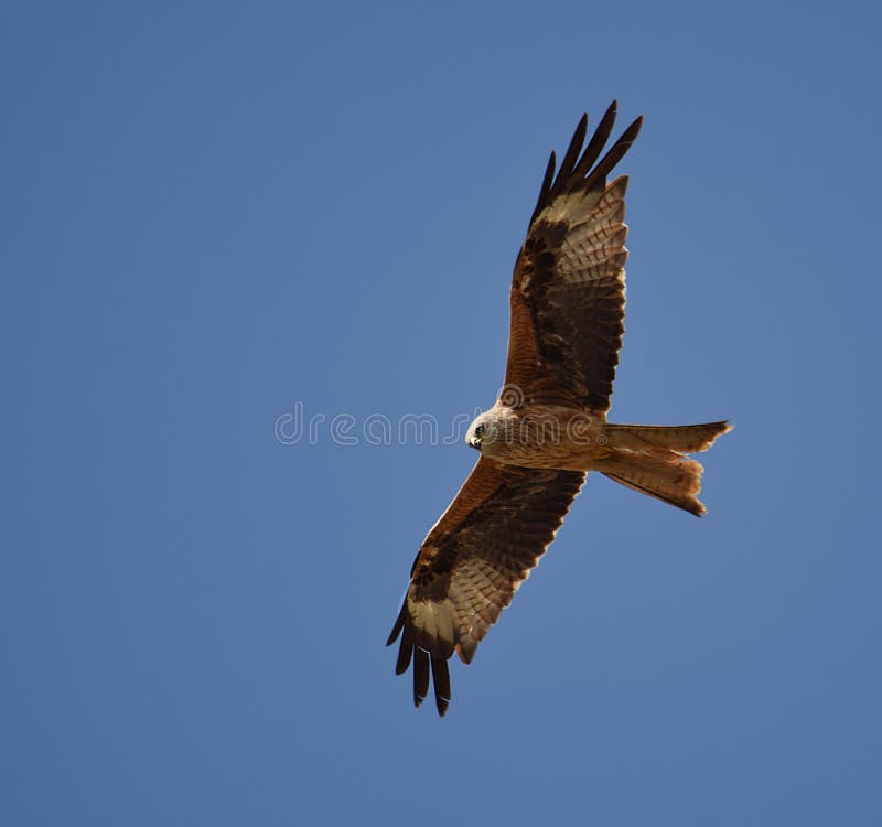 Closeup Shot of a Red-tailed Hawk Flying in the Blue Stock Photo ...