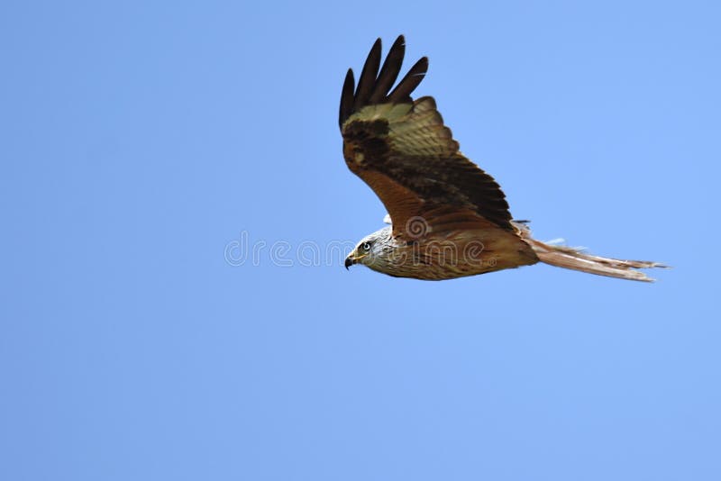 Closeup Shot of a Red-tailed Hawk Flying in the Blue Sky Stock Image ...