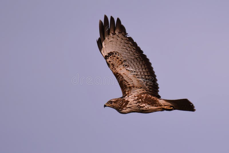 Closeup Shot of a Red-tailed Hawk Flying in the Sky Stock Image - Image ...