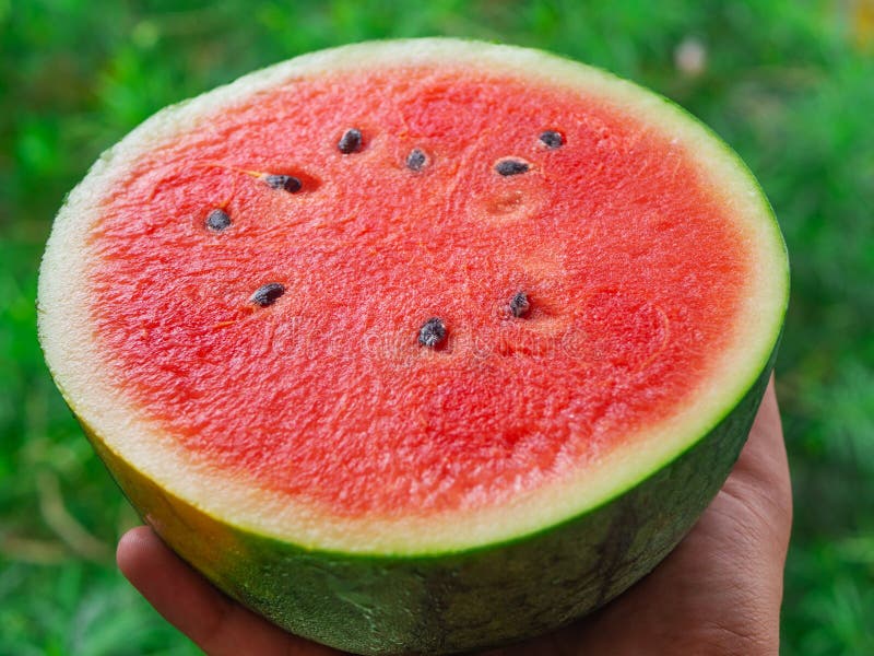 Closeup Shot of Red Watermelon Half in Man Hand Stock Image - Image of ...