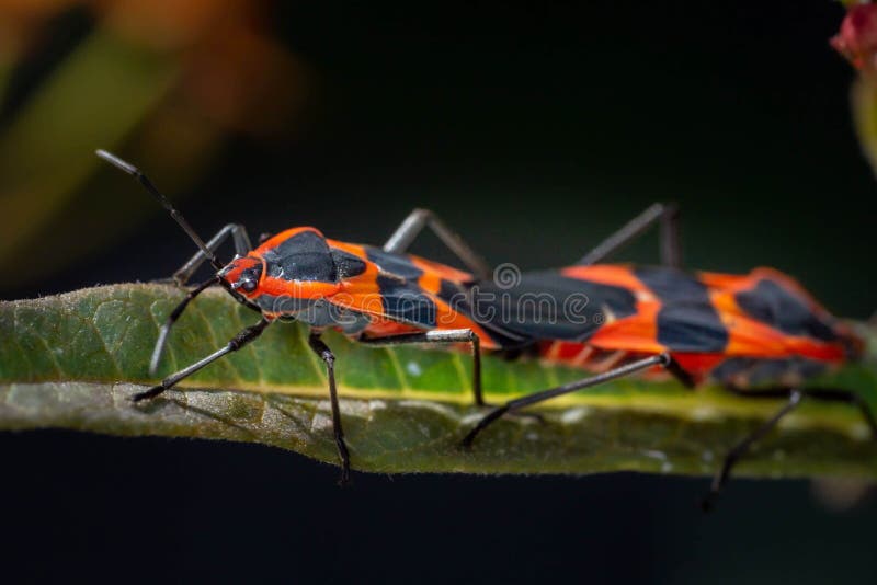 Closeup Shot of Reduviidae Insects on a Leaf Stock Photo - Image of ...