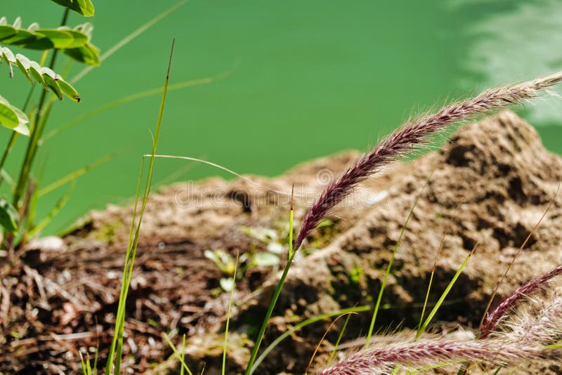 Closeup Shot of a Reed Growing Ne Stock Image - Image of detail, green ...