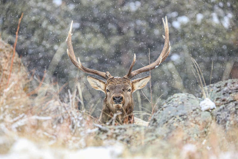 Closeup Shot of a Reindeer with Long Antlers Stock Photo - Image of ...