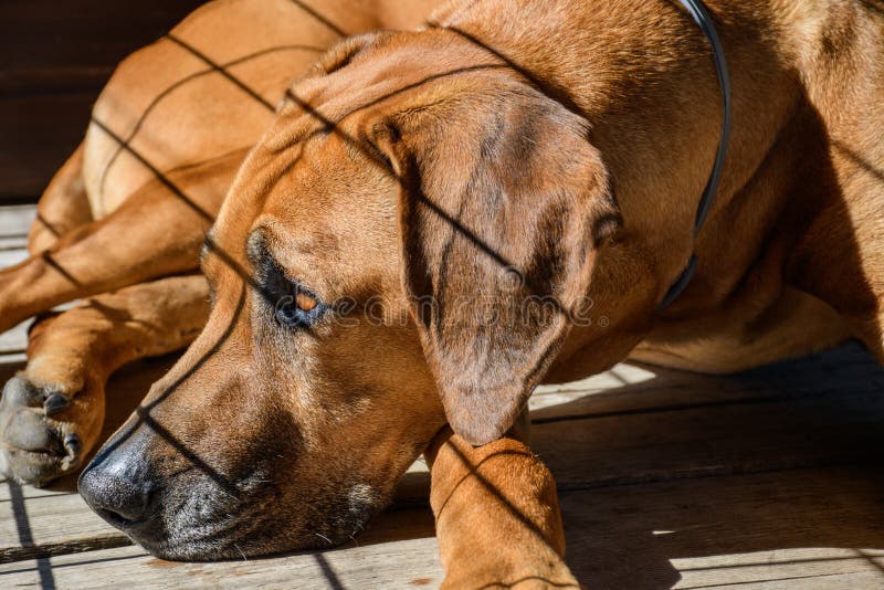 Closeup Shot of Rhodesian Ridgeback Lying on a Wooden Surface Under the ...