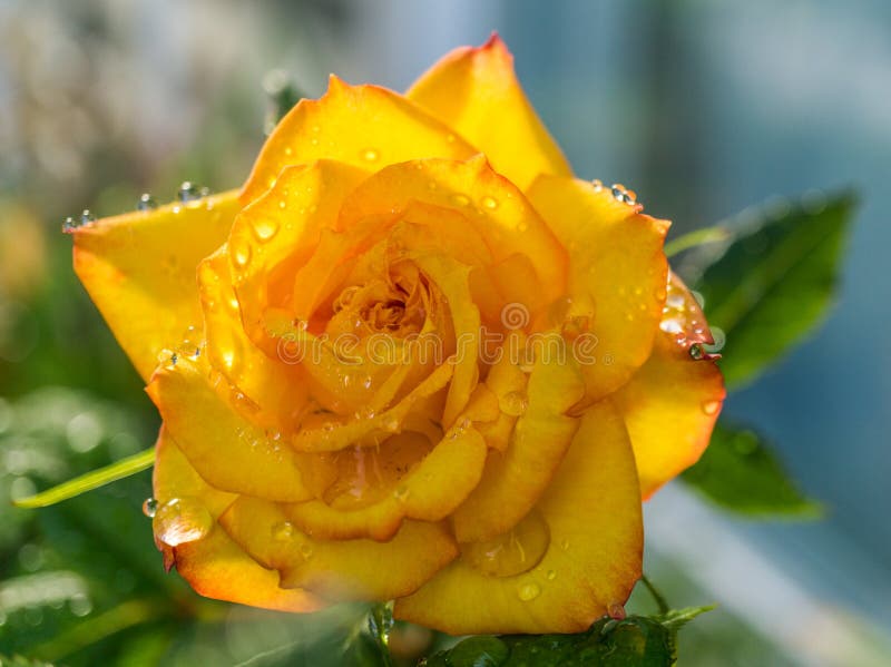A Closeup Shot of a Rich Yellow Rose Water Drops Stock Photo - Image of ...