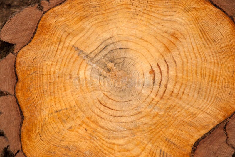 Closeup Shot of the Rings on the Tree Stump Stock Image - Image of ...
