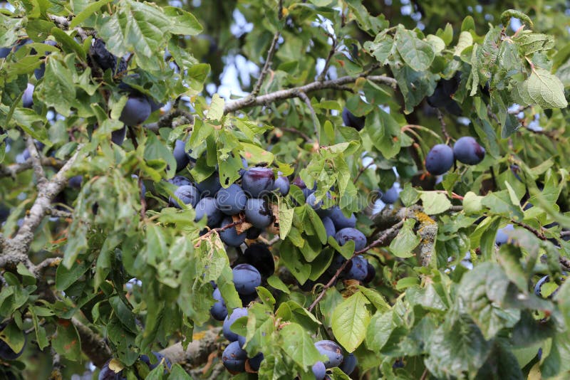 Closeup Shot of Ripe Plum Branches Stock Image - Image of tasty, season ...