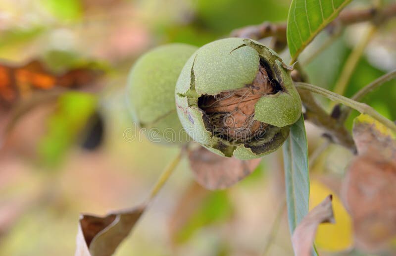Ripe walnut stock photo. Image of brown, grow, farm, fall - 22881554