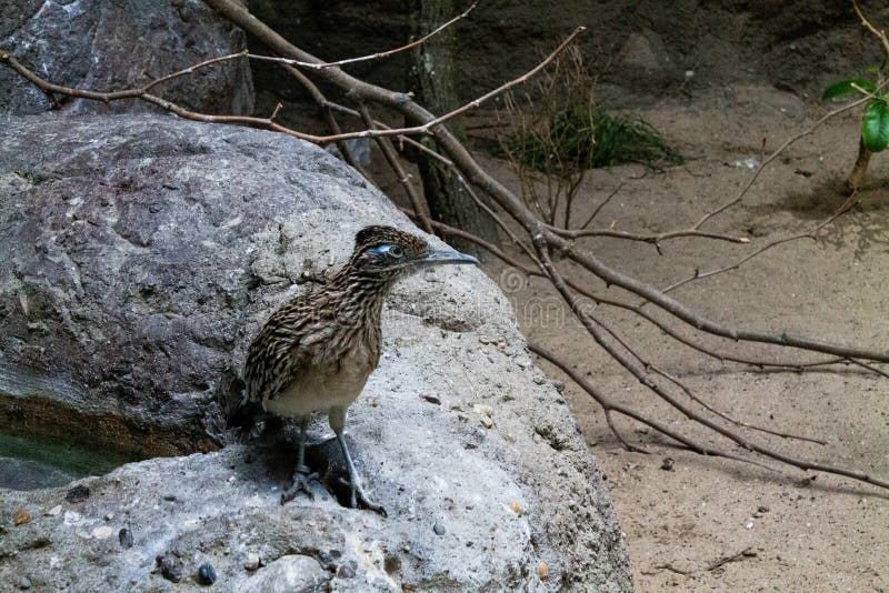 Roadrunner on Rock in Desert Stock Image - Image of wildlife, nature ...