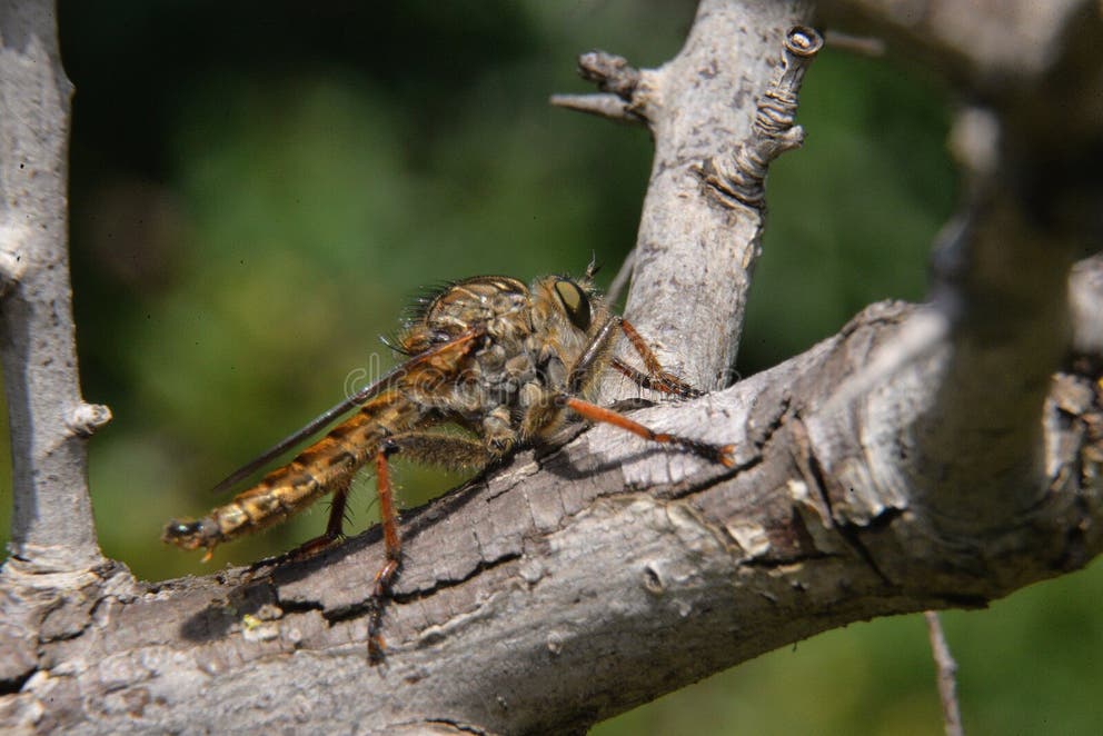 Closeup Shot of a Robber Fly on a Tree Branch Stock Photo - Image of ...