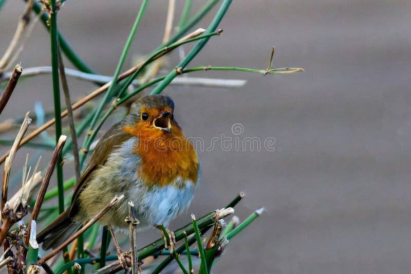 Closeup Shot of a Robin Bird on the Clematis Bush Stock Photo - Image ...