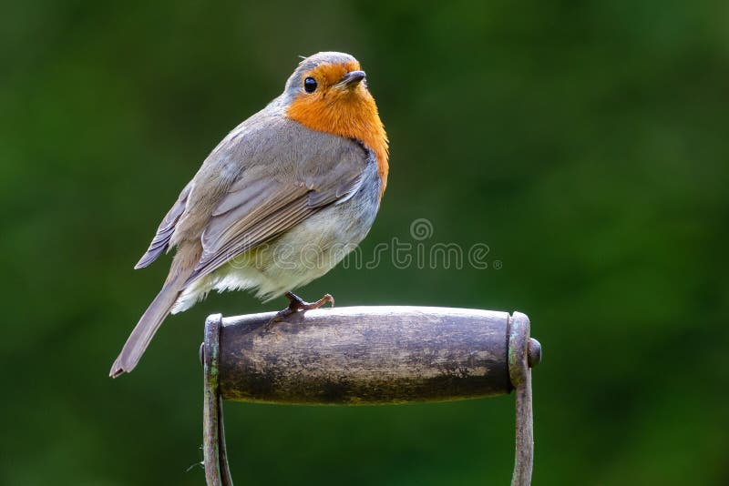 Closeup Shot of a Robin ( Erithacus Rubecula ) Perched on the Handle of ...
