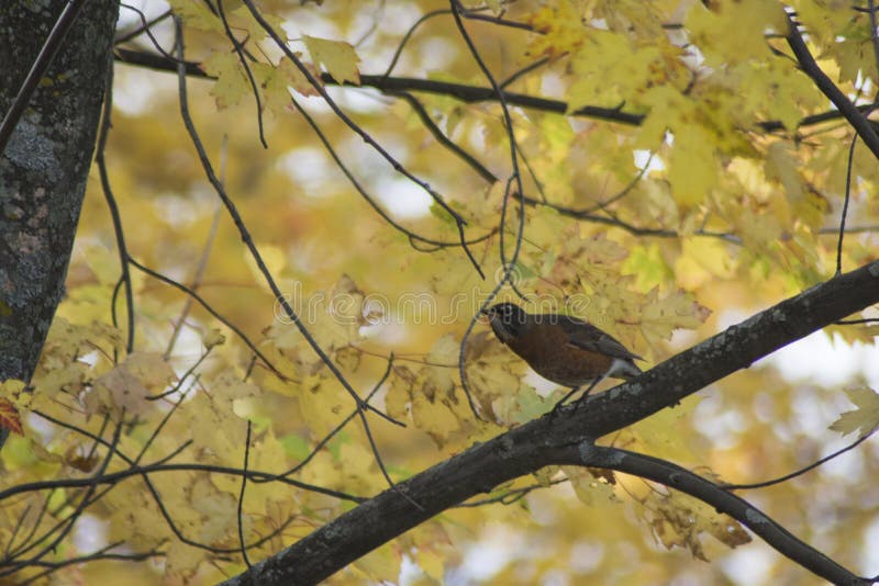 Robin in tree stock photo. Image of birds, finch, wings - 270564