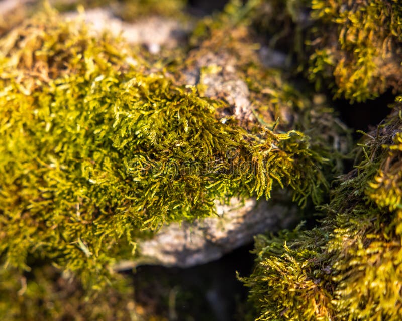Closeup Shot of Rock Covered with Moss Stock Photo - Image of closeup ...